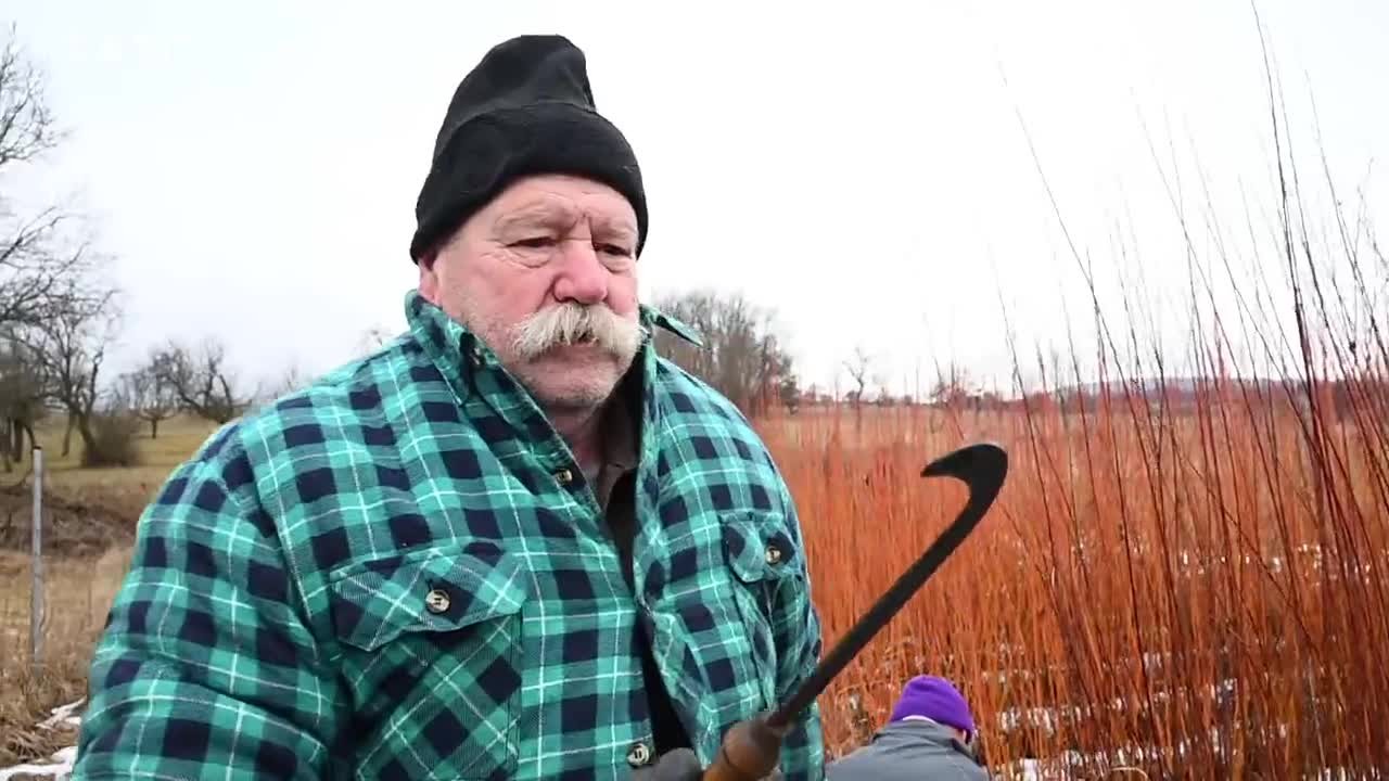Tradičný zber vŕbového prútia | Záhrada | Relácie | TV Pravda.sk